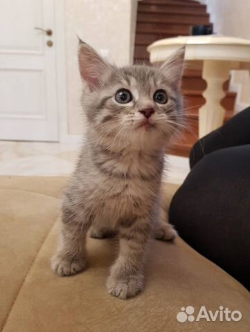 Пасхальный котенок