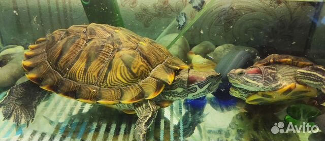 Красноухие черепахи