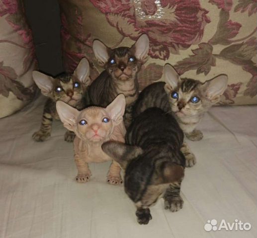 Котята сфинксы