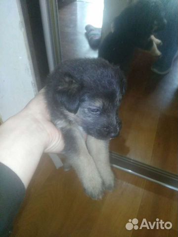 Прелестный щенок