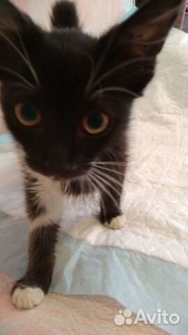 Котенок в нарядных усах