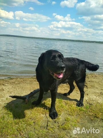 Потерялся Лабрадор