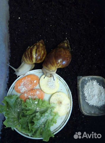 Архахатины сутуралисы