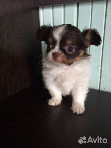 Чихуахуа мини девочка