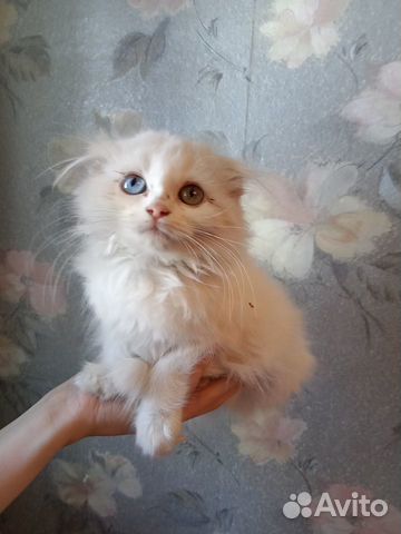 Белый котенок бесплатно