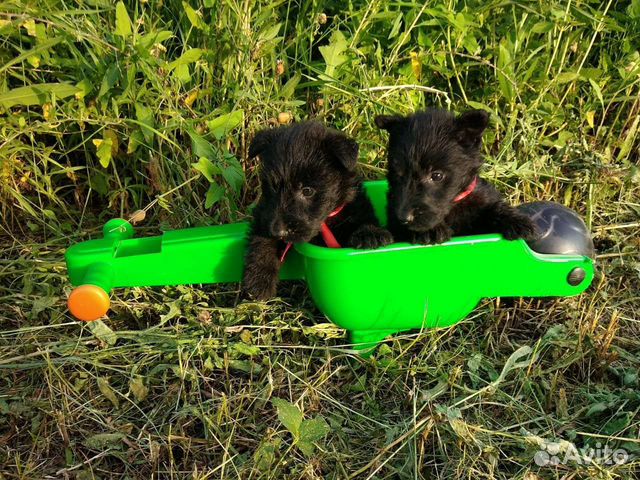 Малыши Скотч терьера
