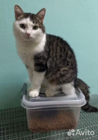 Кошка Люся ищет дом