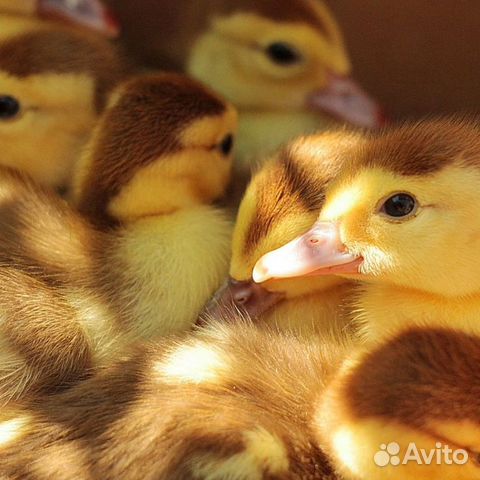 Утята индоутки