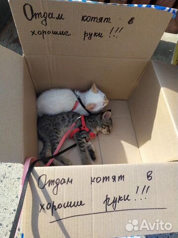 Котята в хорошие руки