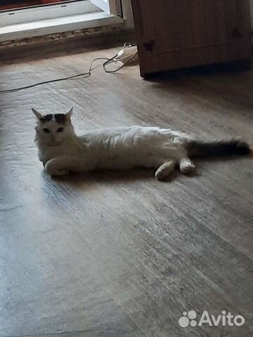 Котики бесплатно в добрые руки