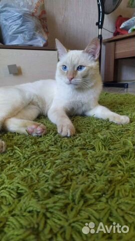 Кот и котенок