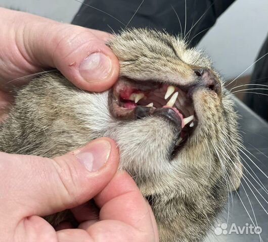 Ласковая кошечка Василиса ищет помощ и дом