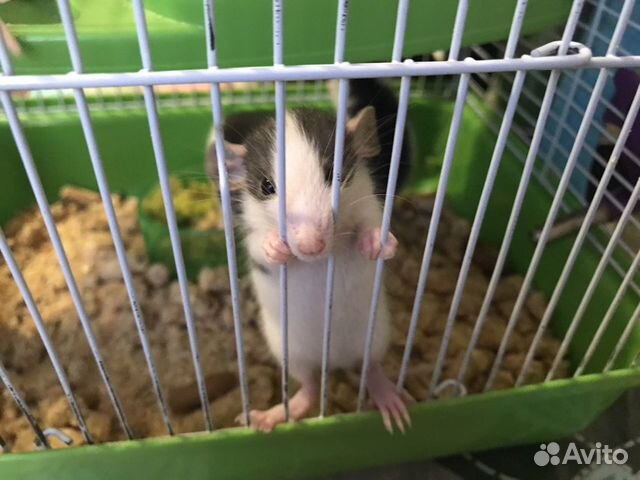 Крыски бесплатно