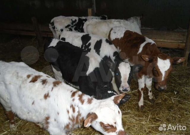 Телята породистые. Доставка