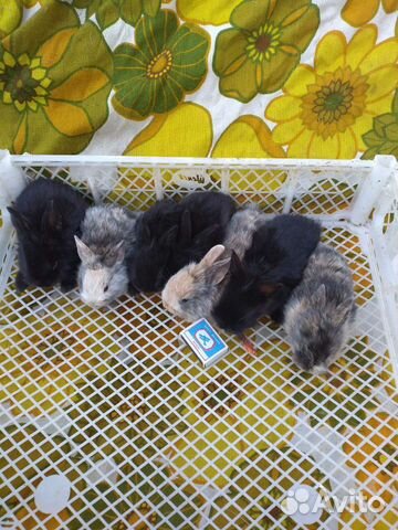 Домашние животные