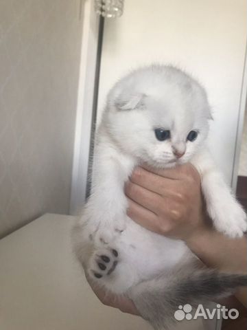 Шотландская вислоухая