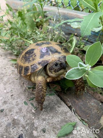 Черепаха сухопутная