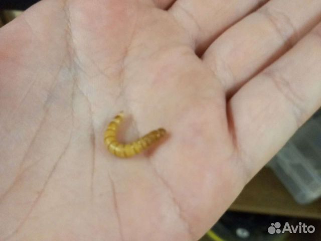 Сочный, жирный мучной червь на корм