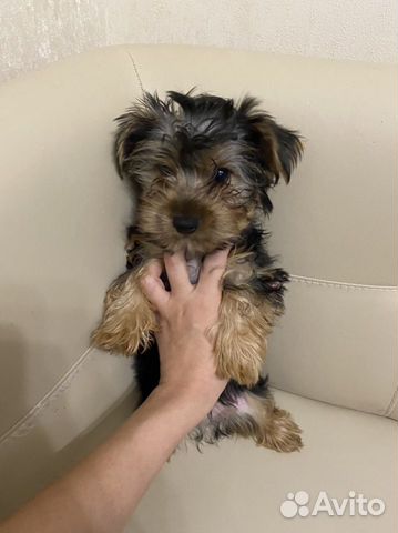 Мальчик Йоркширского терьера
