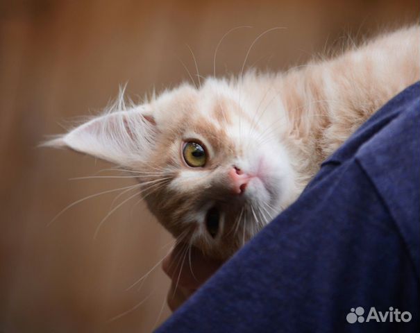 Персиковый малыш ищет семью