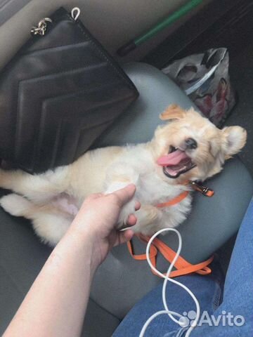 Щенок Балонки