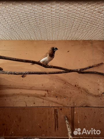 Японские амадины