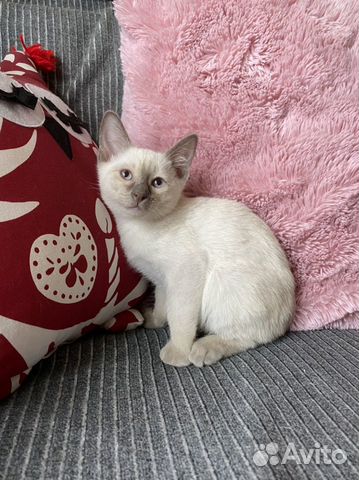 Котята меконгского бобтейла