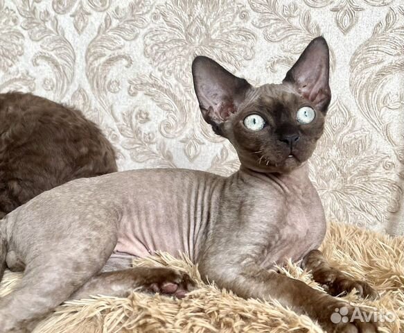 Котик обормотик
