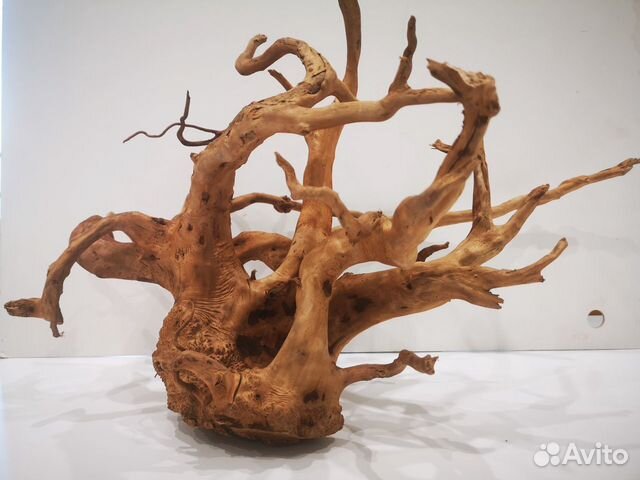 Коряга разлапистая большая