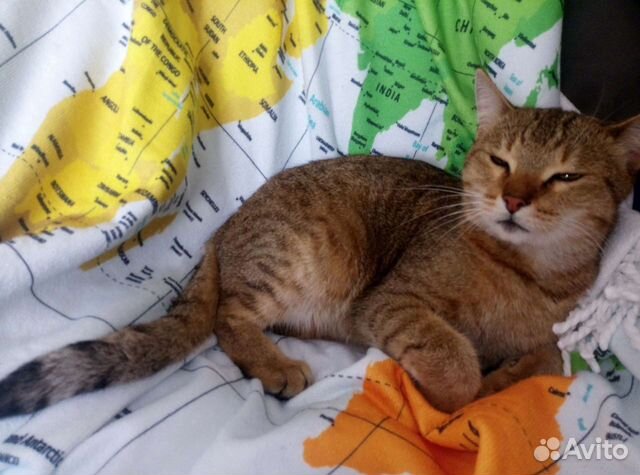 Нашёлся кот. Кошелев. Крутые ключи