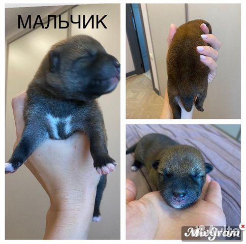 Щенки сиба ину