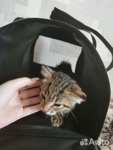 Котенок (отдам даром) девочка