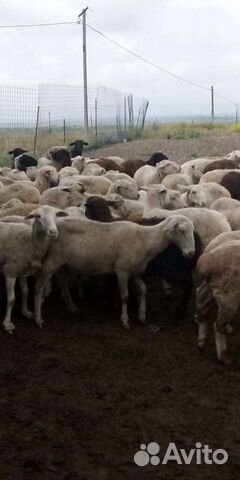 Курдючные бараны овцы