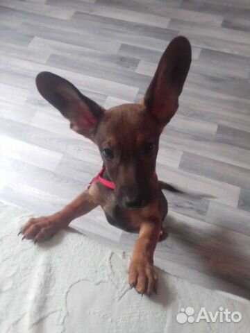 Той-терьер и чихуахуа