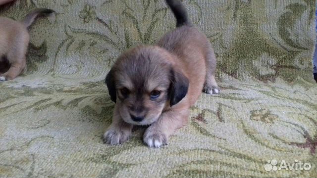 Щеночки в добрые руки