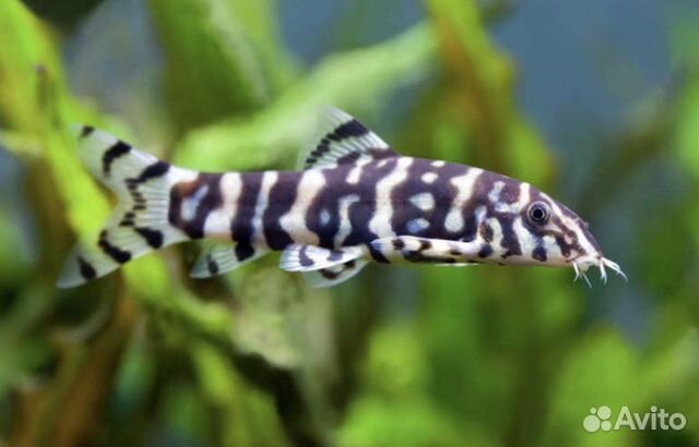 Сом касатка, мраморная боция