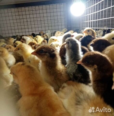 Цыплята подрост