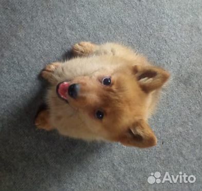 Карелофинская лайка