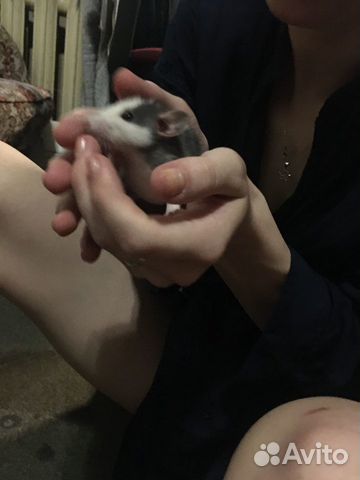 Крыса ласковая в добрые руки с клеткой
