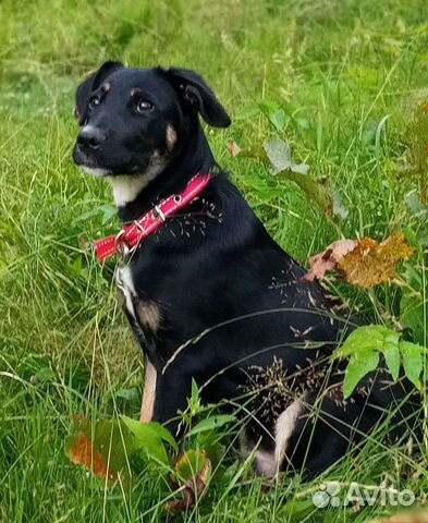 Щенок в дар, в добрые руки