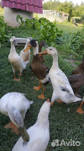 Утки индийский бегунок