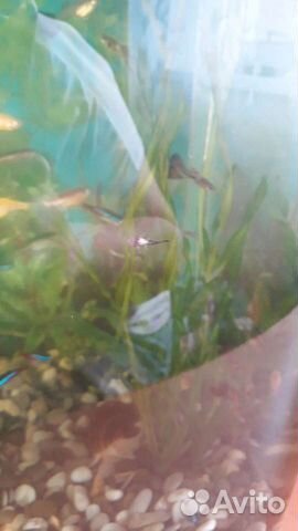 Улитки, гуппи, анциструс