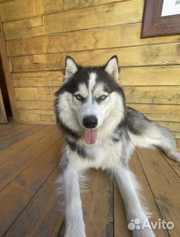 Хаски вязка