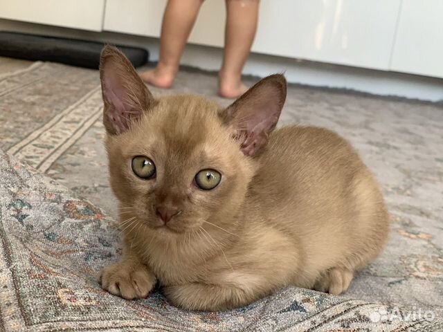 Бурманский котик