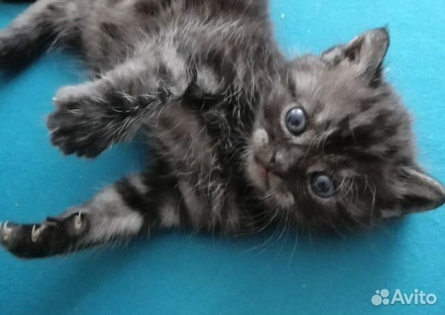 Шотландские вислоухие котята мальчики
