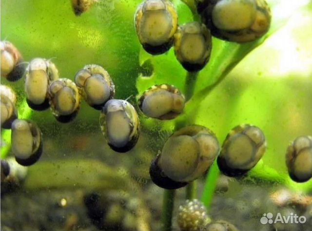 Аквариумная улитка Теодоксус