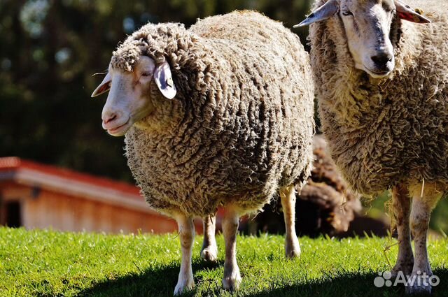 Продаю овец)