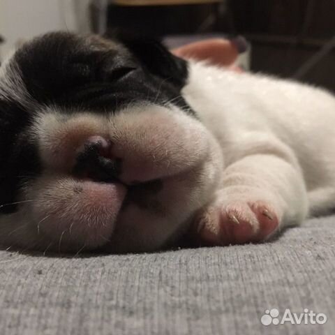 Французский бульдог