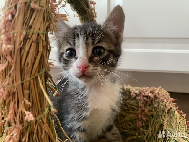 Котенок-мальчик, 1мес