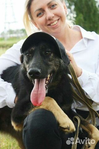 Классный пёс Лютик ищет дом, в дар